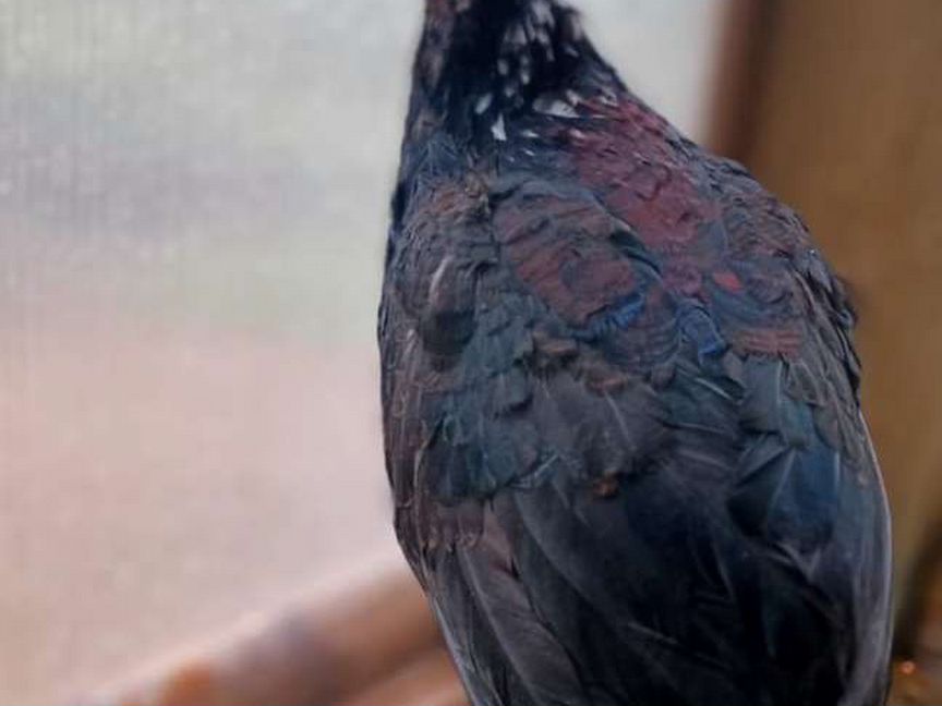 Фазан Свайно