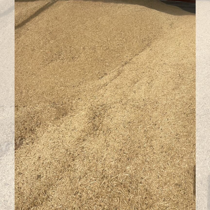 Ячмень цельный и дробленный