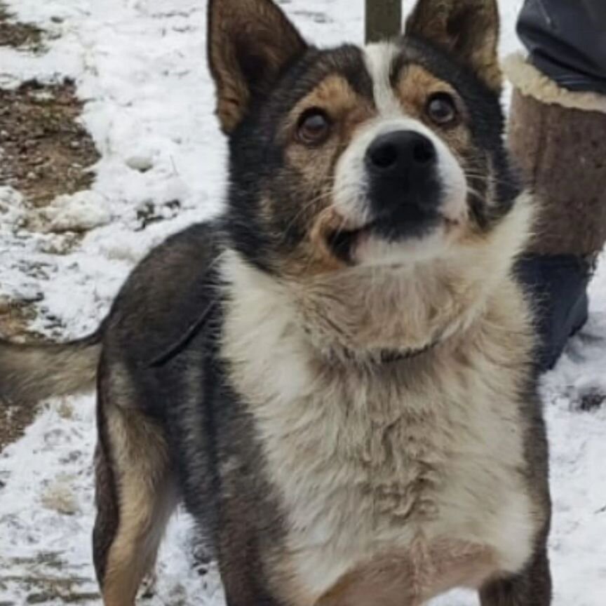 Небольшой песик ищет дом