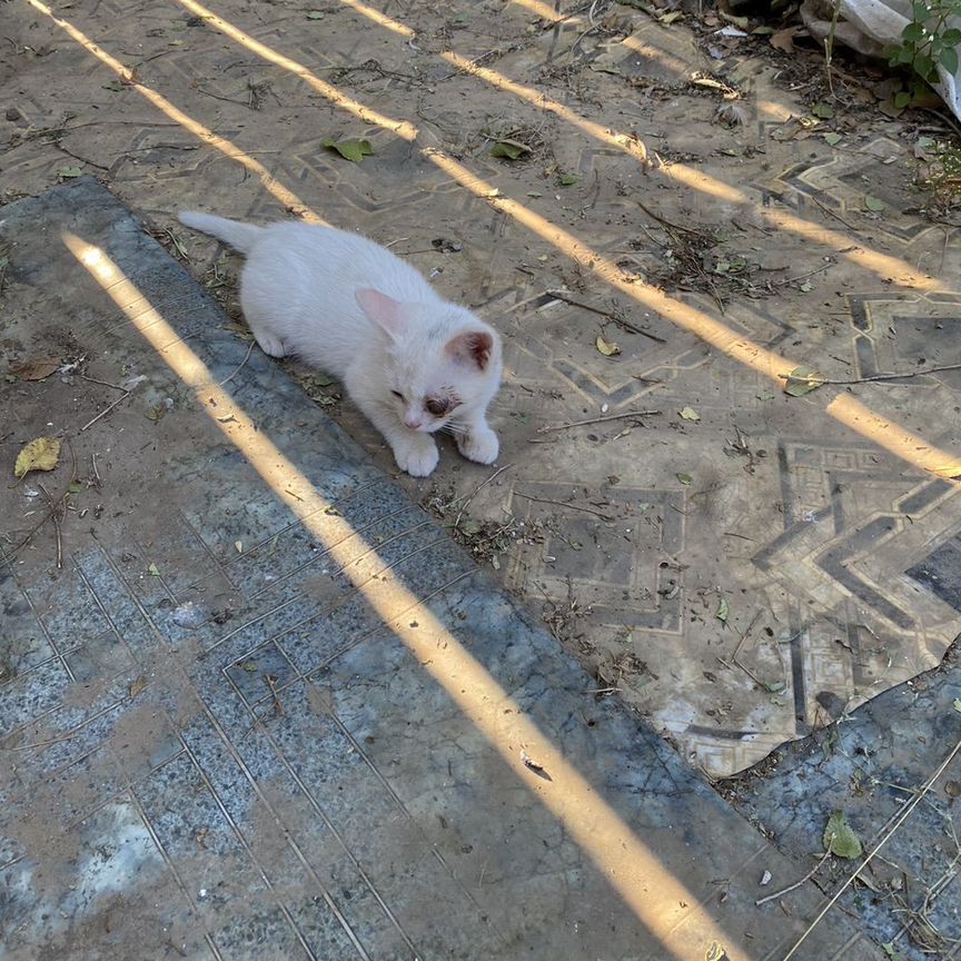 Кошка в дар бесплатно