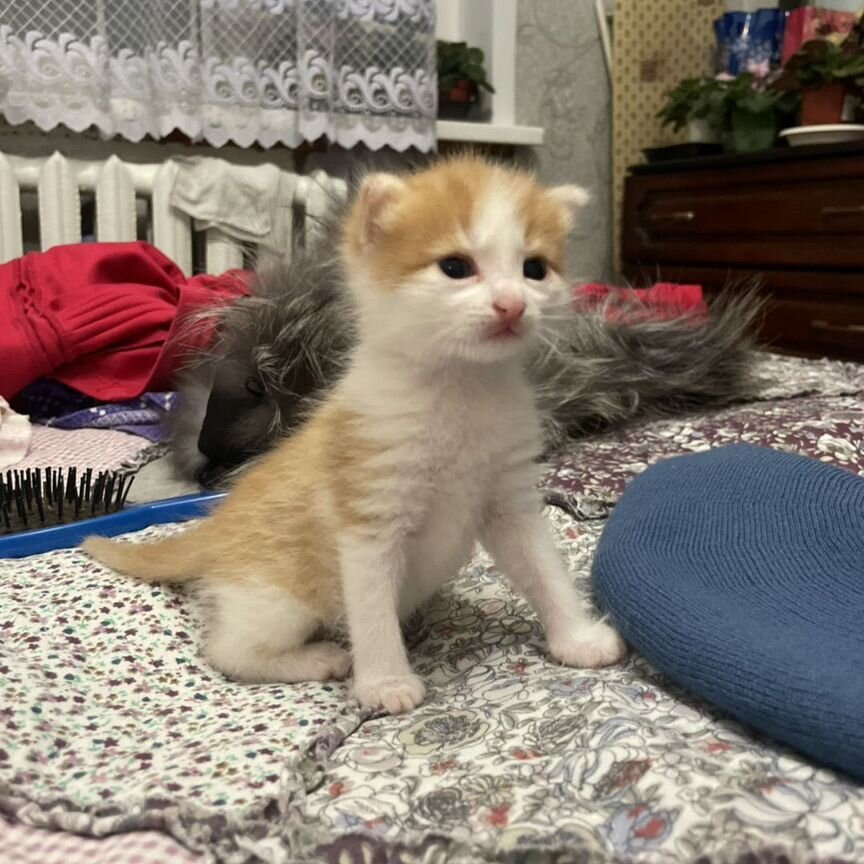 Котенок 2 недели в добрые руки