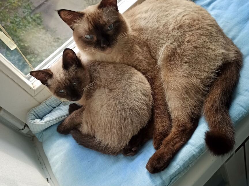 Сиамский Кот вязка