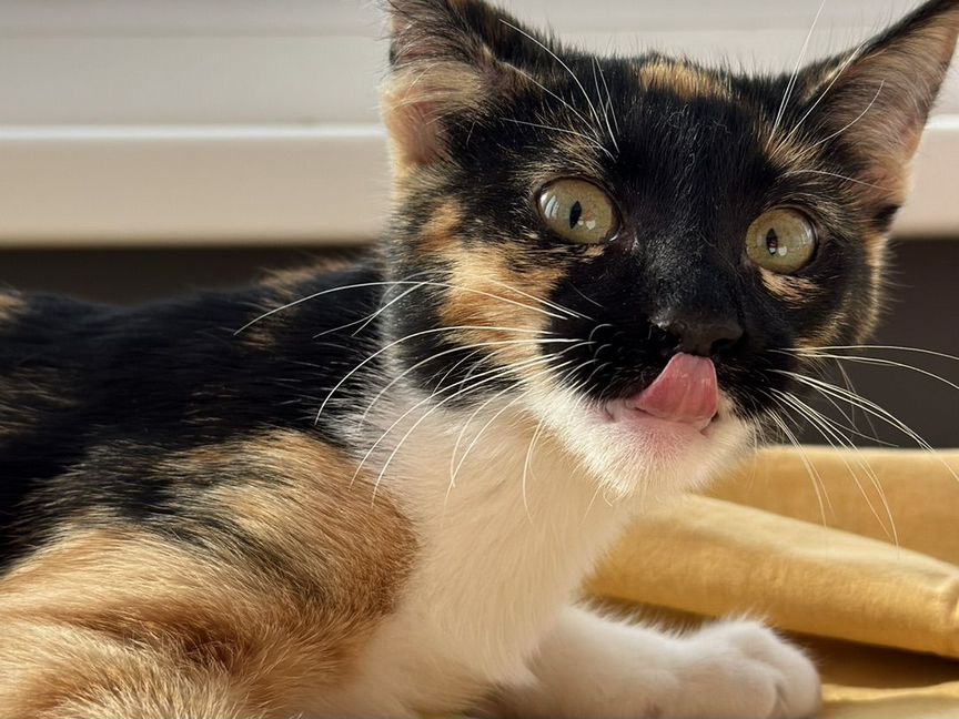 Котенок трехцветка ищет дом