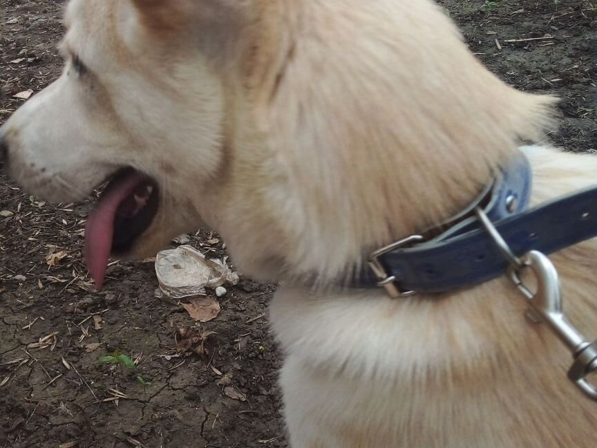 Кабель на вязку пять месяцев Лабски