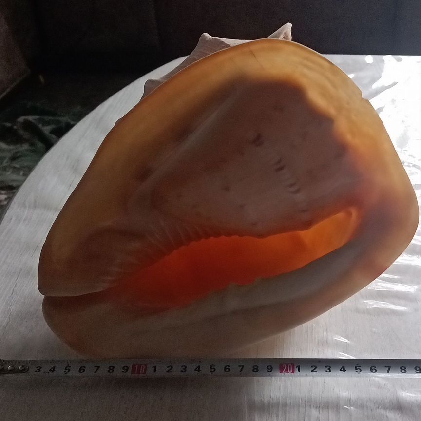 Ракушка морская большая