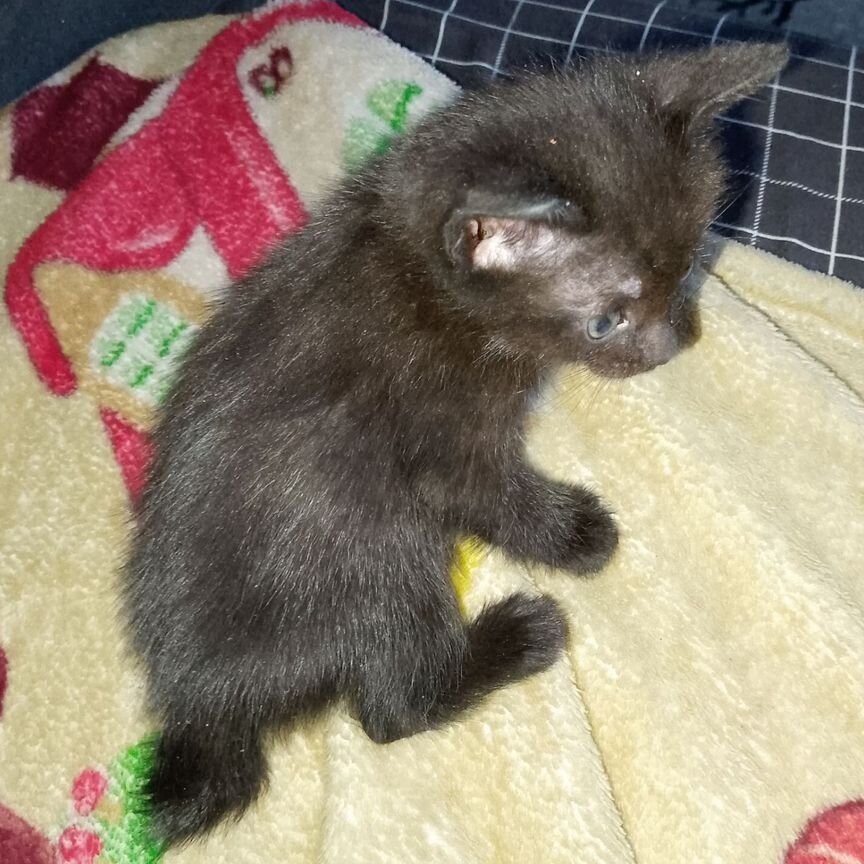 Курильский бобтейл короткошёрстный котёнок