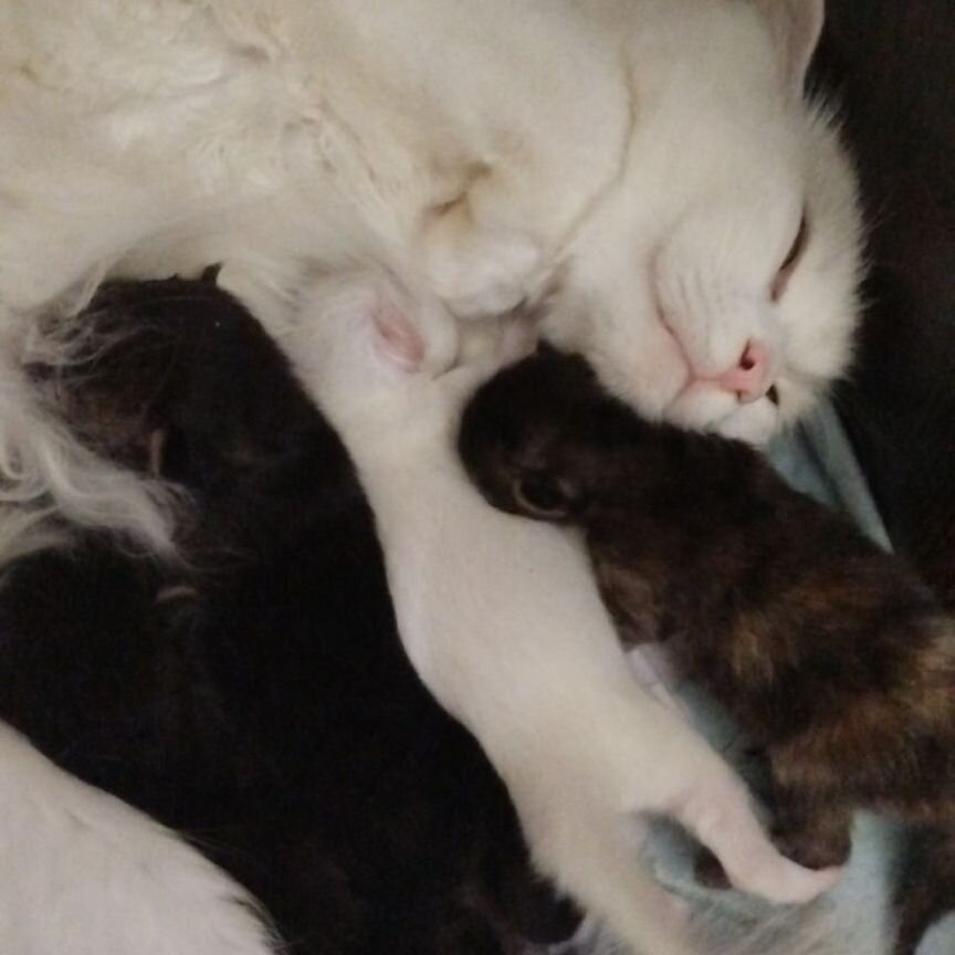 Кошка с котятами в добрые руки