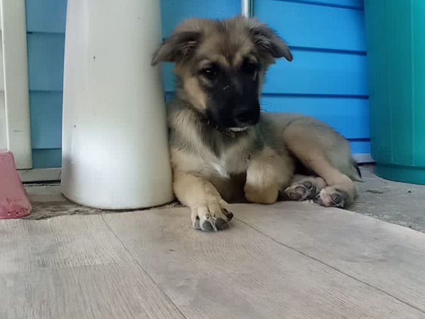 Собака в добрые руки отдам бесплатно