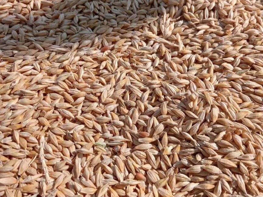 Рожь яровая, Семечко корма