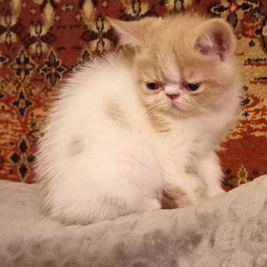 Котята-домовята, экзотические короткошерстные