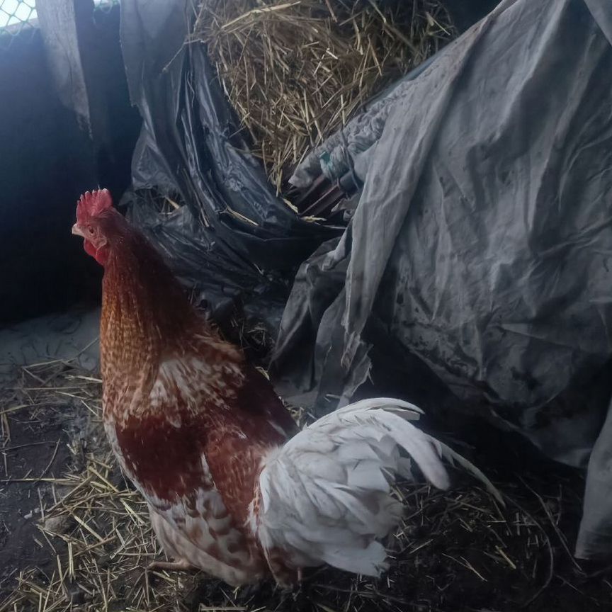 Домашние молодые петухи