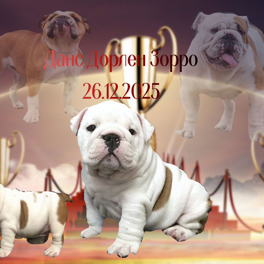 Английский бульдог мальчик