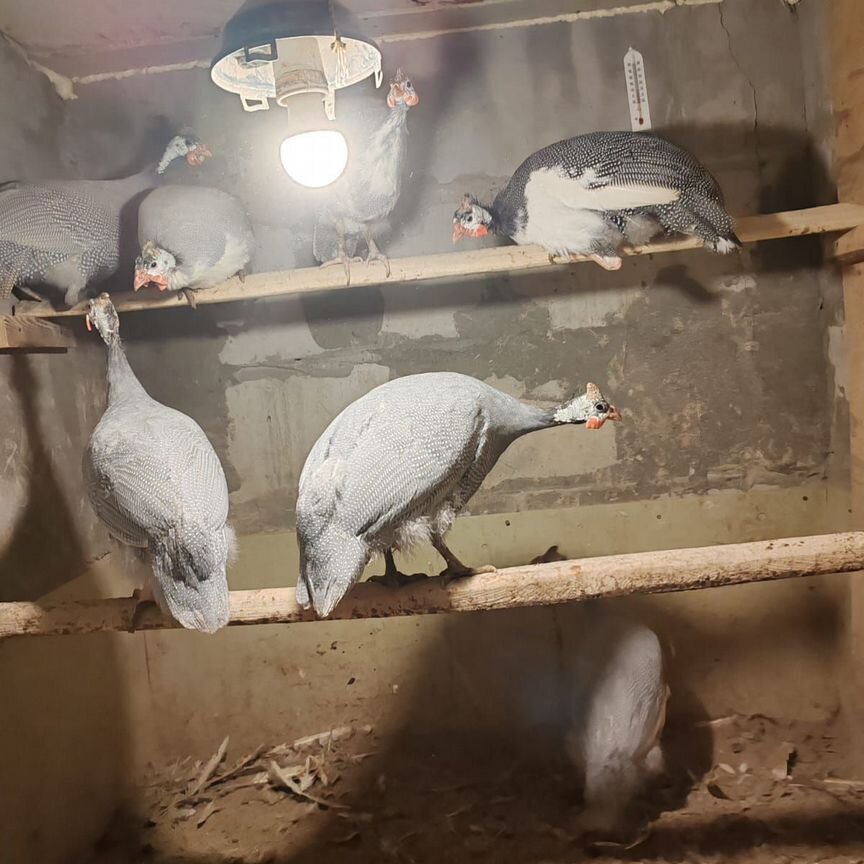 Продам цесарок