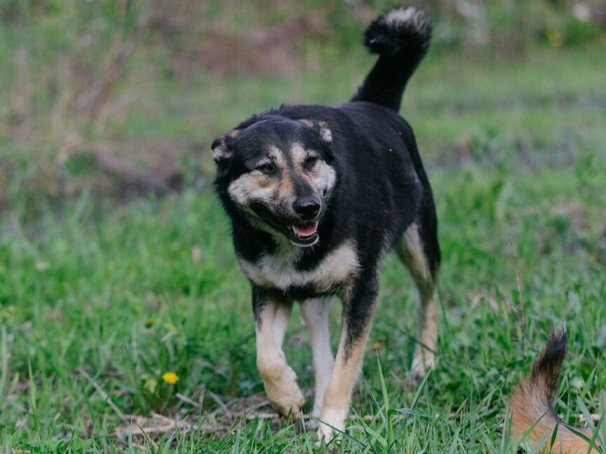 Собака в добрые руки