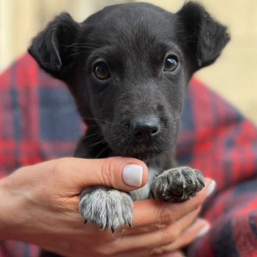 Ласковый и нежный Дик