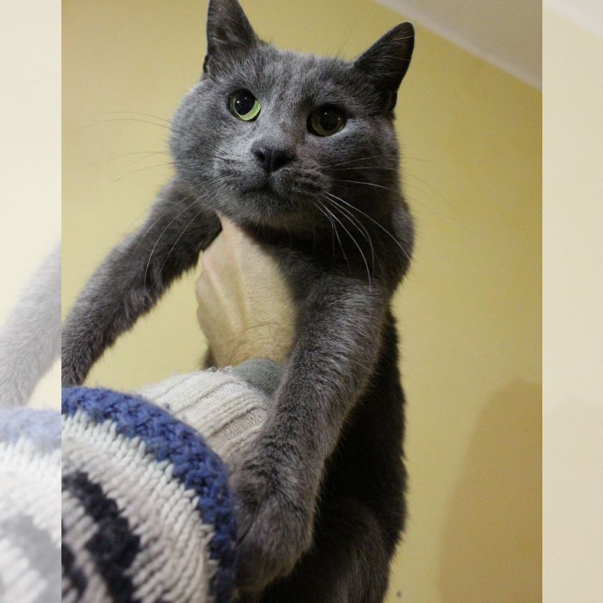 Русский голубой кот, взрослый