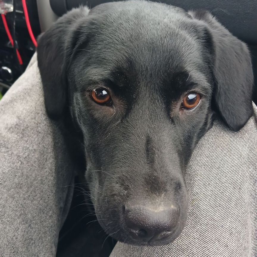 Лабрадор-ретривер, щенок