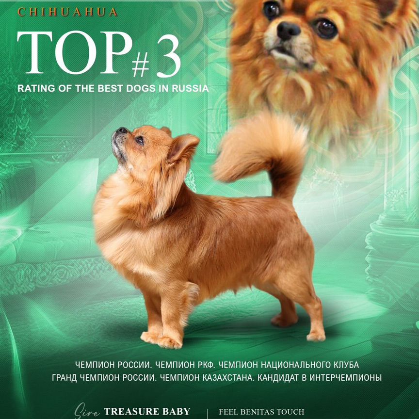 Чихуахуа мальчик вязка
