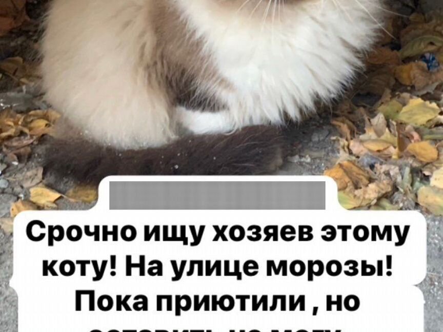 Невская маскарадная