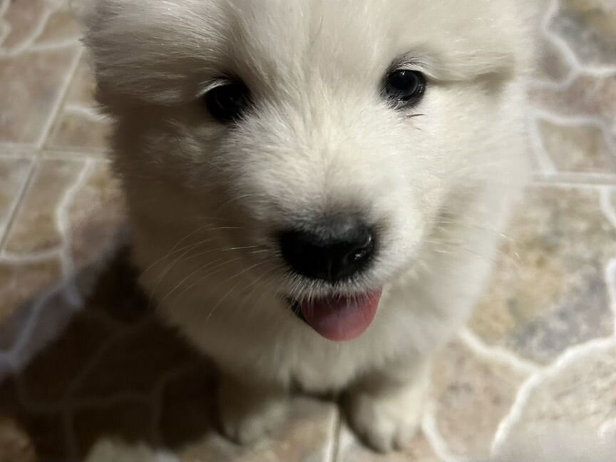 Самоедская лайка щенки екатеринбург