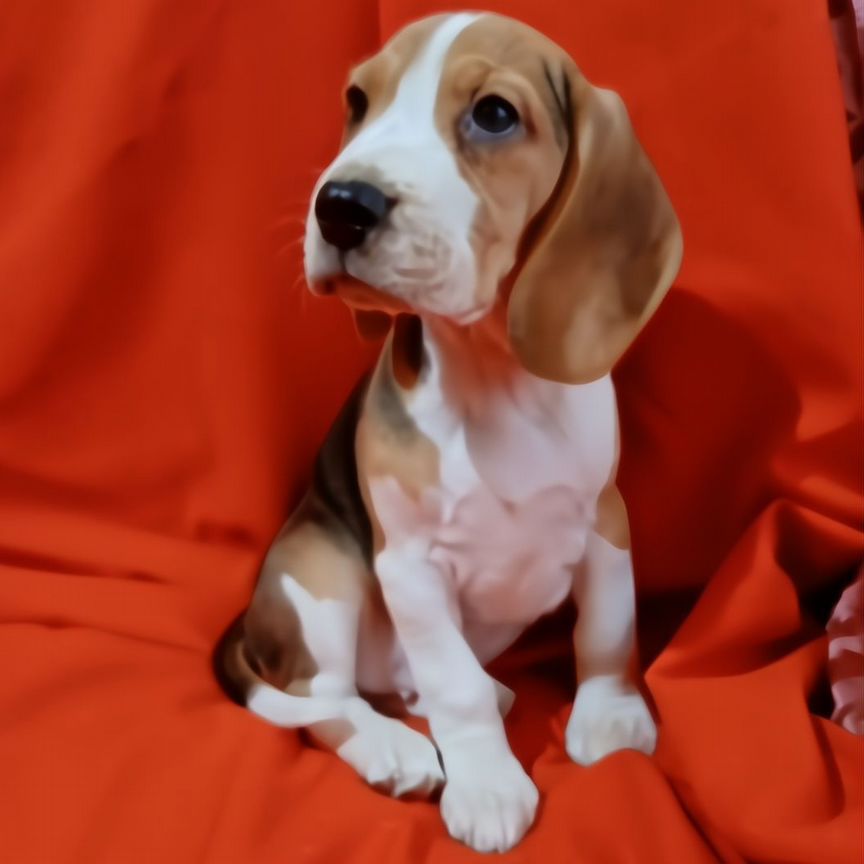 Бигль, щенок