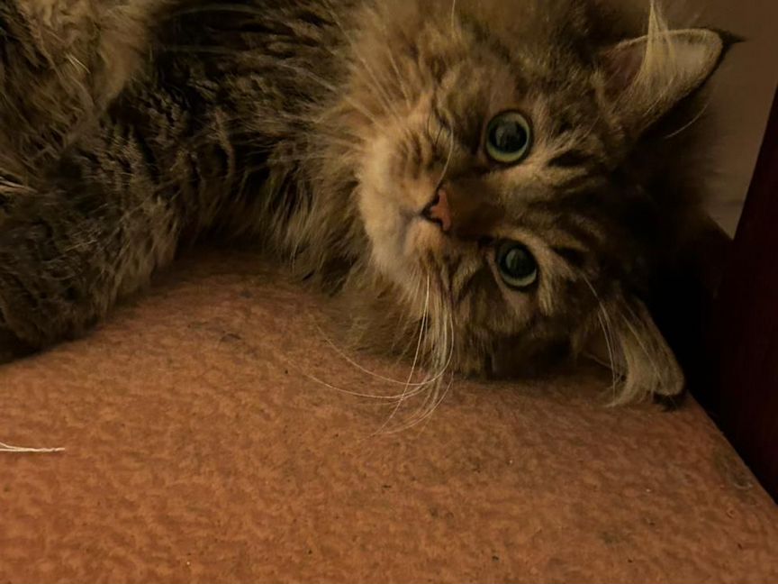 Кот ждет невест