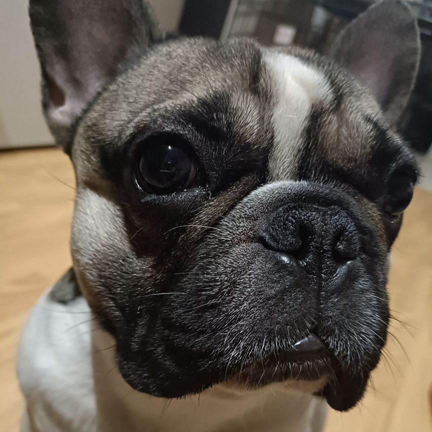 Французский бульдог кабель вязка