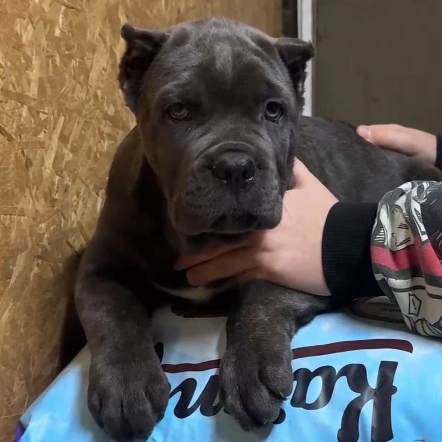 Кане корсо девочки