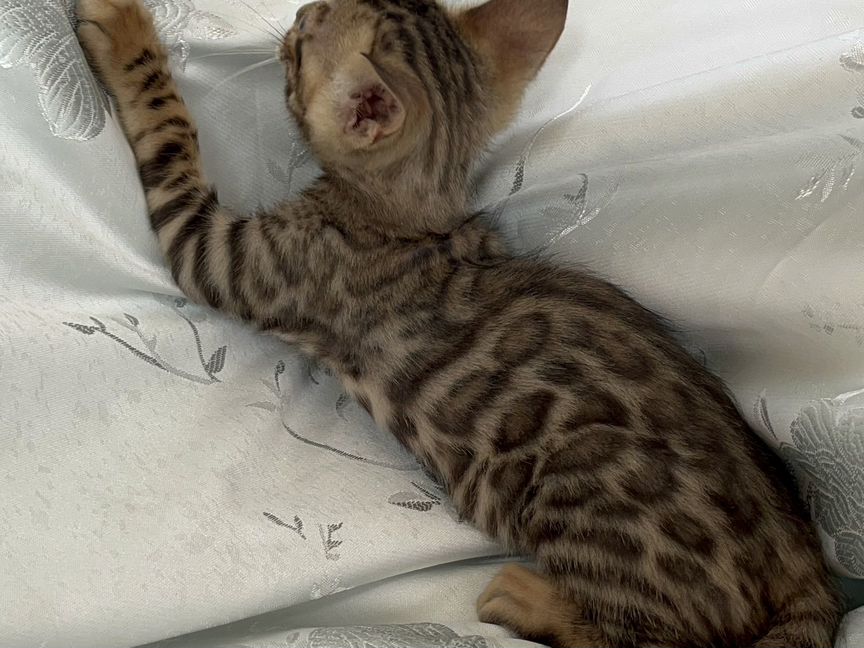 Бенгальские котята