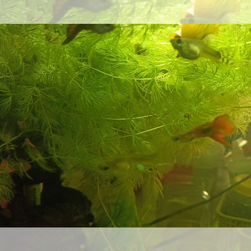 Трава для аквариума