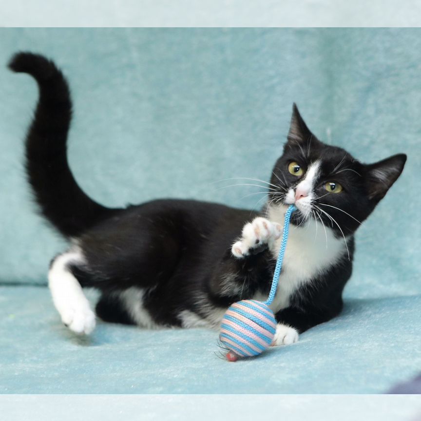 Котёнок в добрые руки