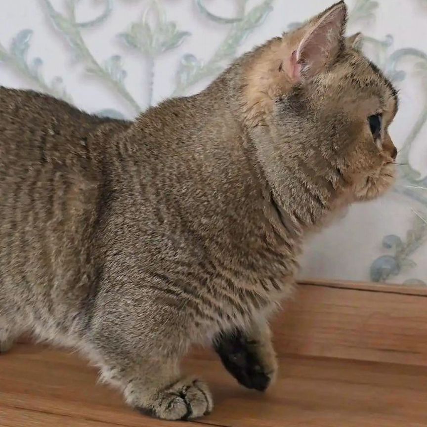 Манчкин, взрослый кот