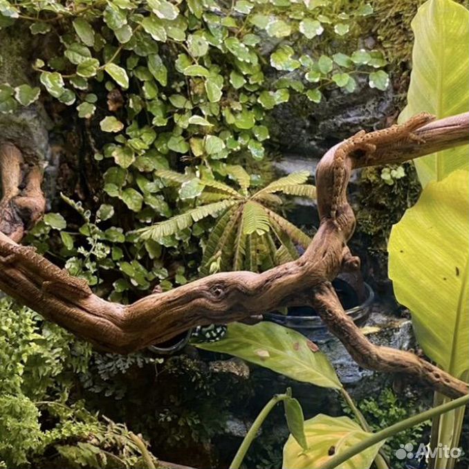 Люгубрис ( траурный геккон)