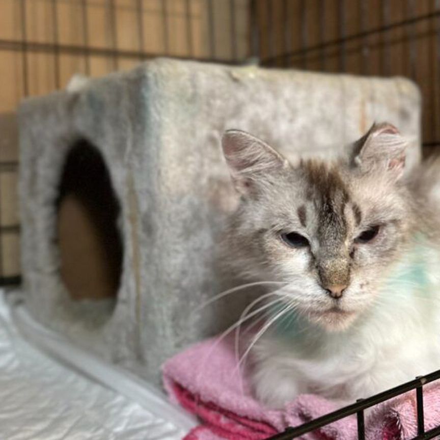 Нежная Пушинка ищет дом