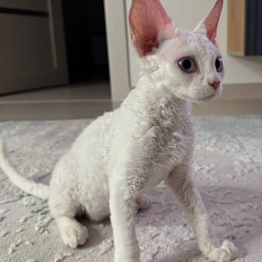 Котенок девон-рекс