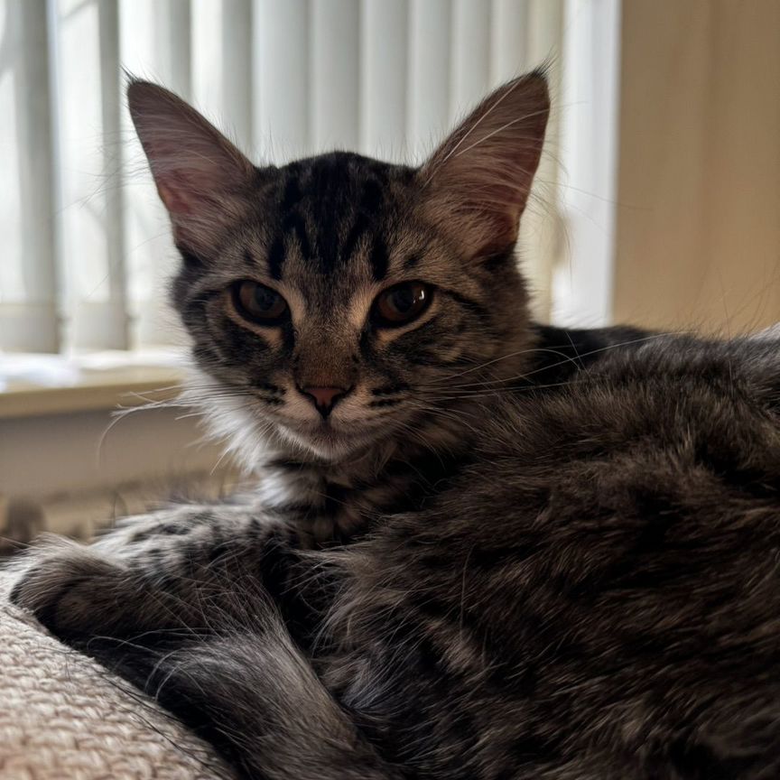 Кошка в добрые руки