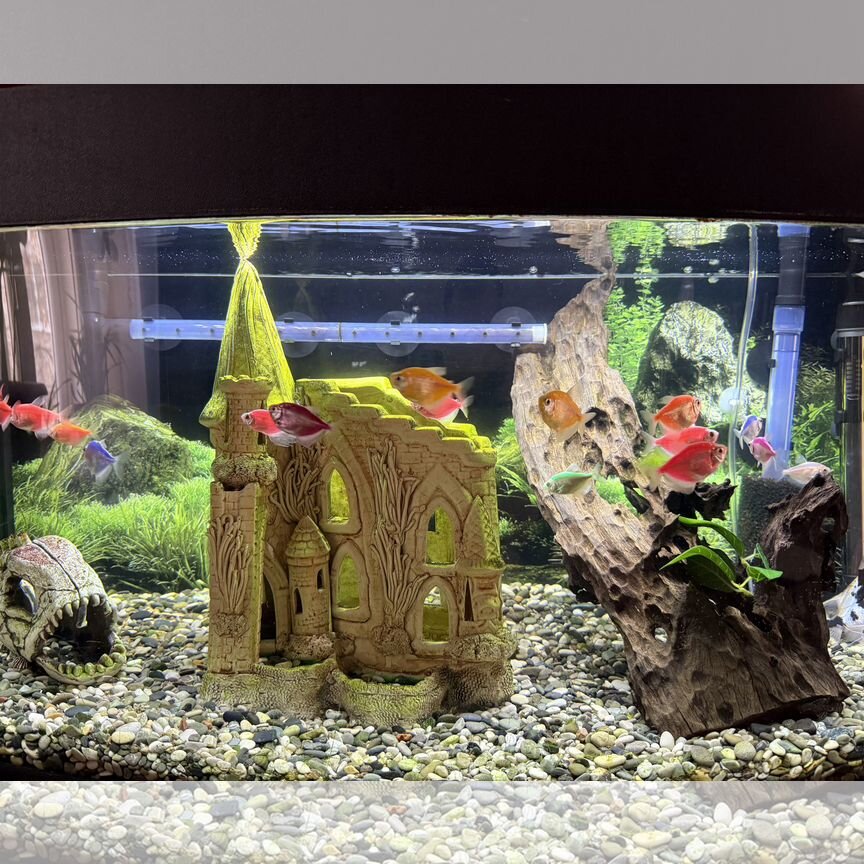 Рыбки тернеция