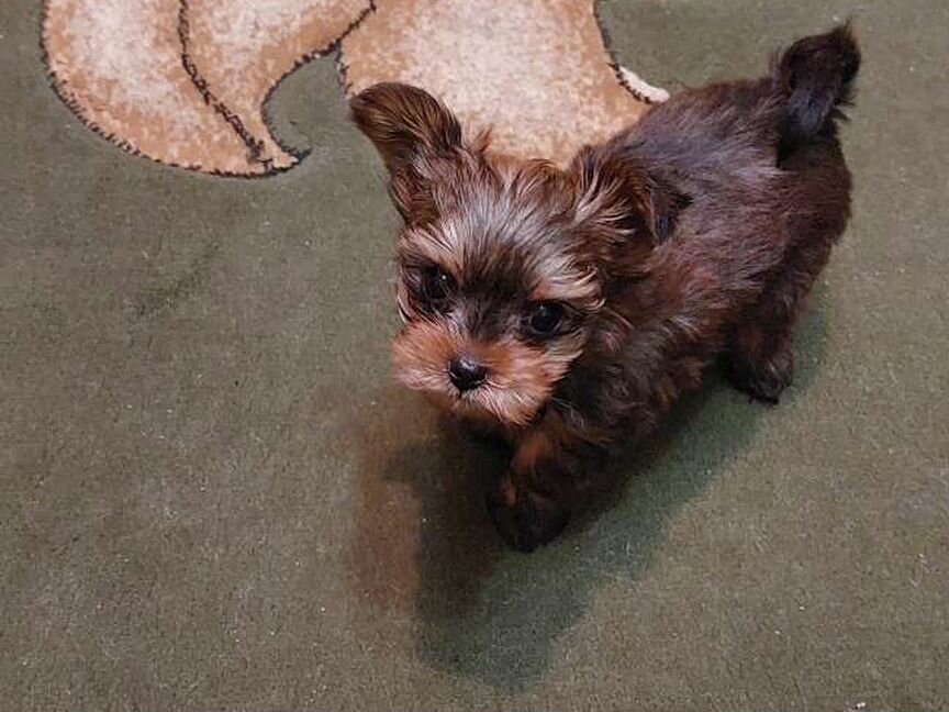 Щенок Ёрширского терьера