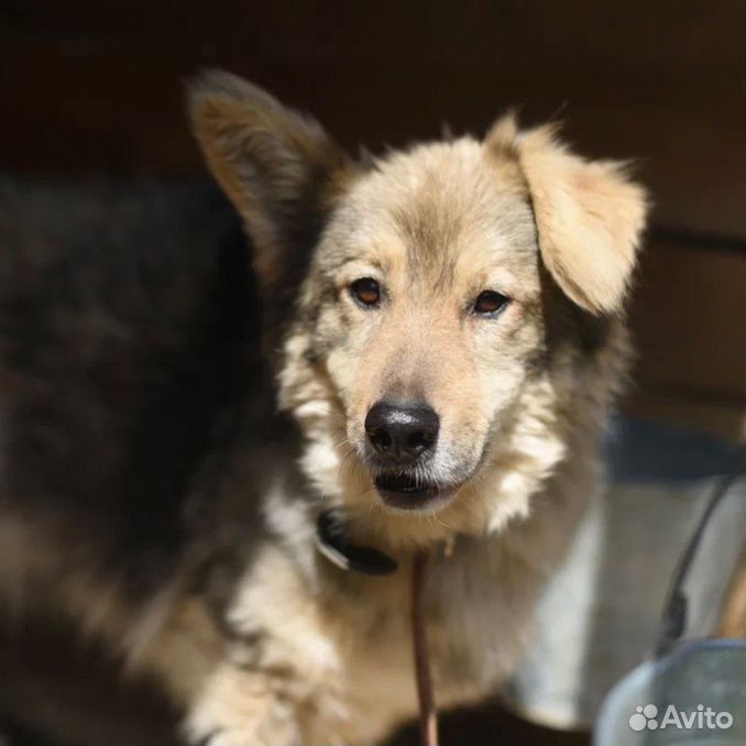 Пушистая красавица Пушинка