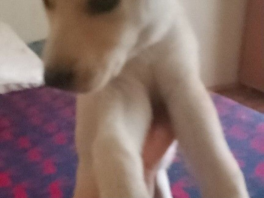 Щенок в добрые руки