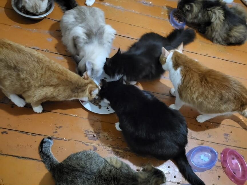 Мини приют котики