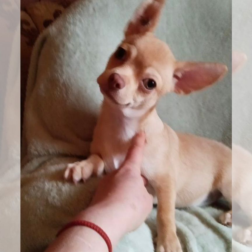 Чихуахуа, щенок