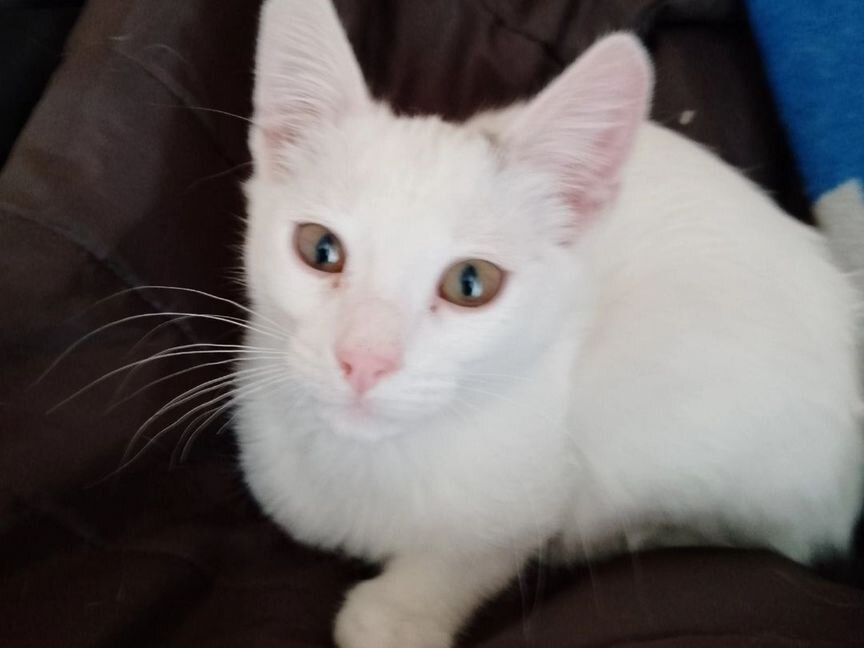 Котики бесплатно