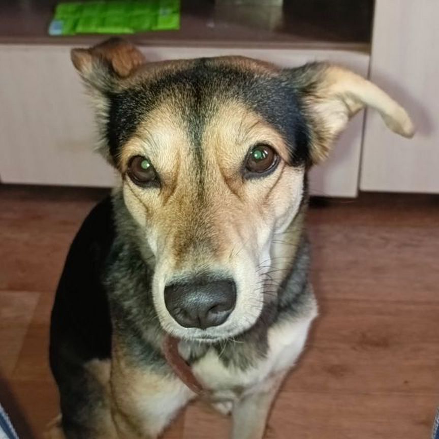 Взрослая собака в добрые руки