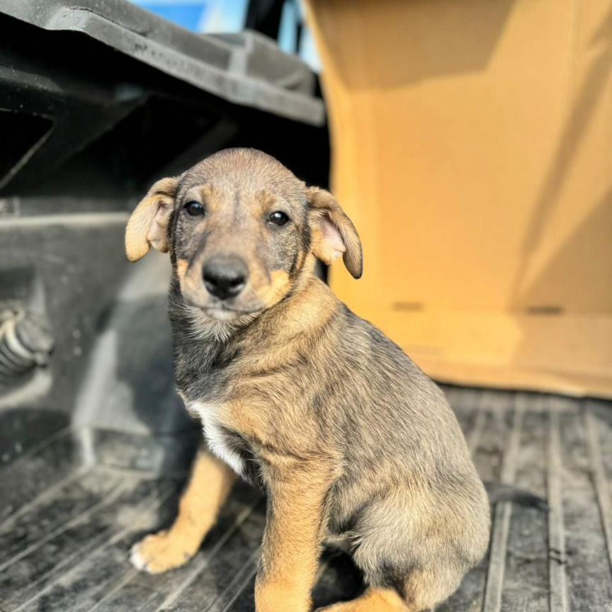 Щенок Габи в добрые руки