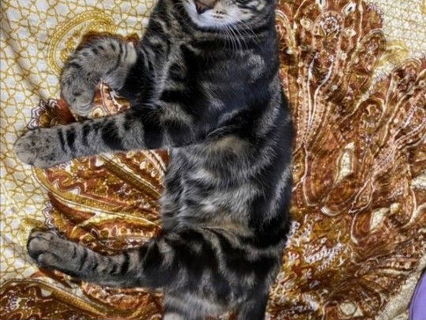 Котик ищет дом