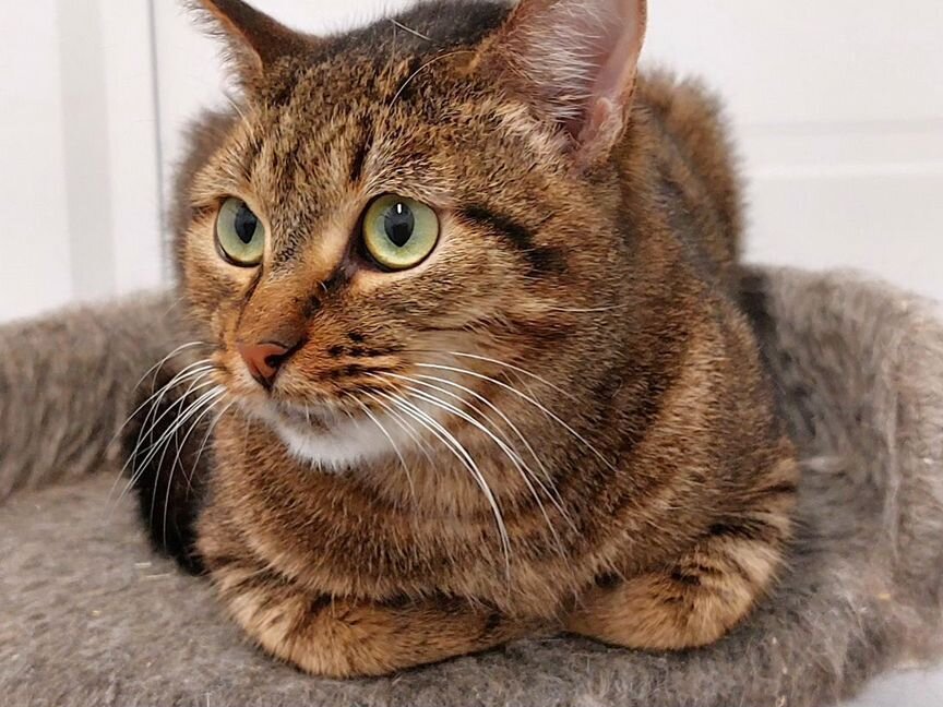 Кошка