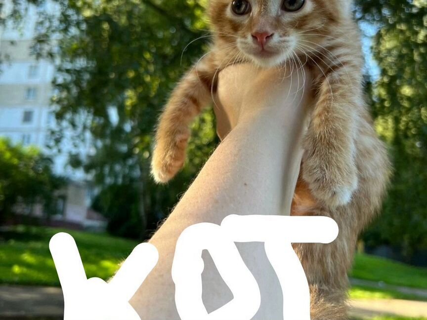 Котятки- лапки