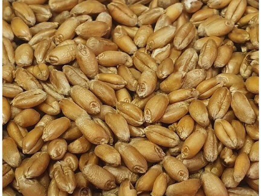 Зерно пшеница