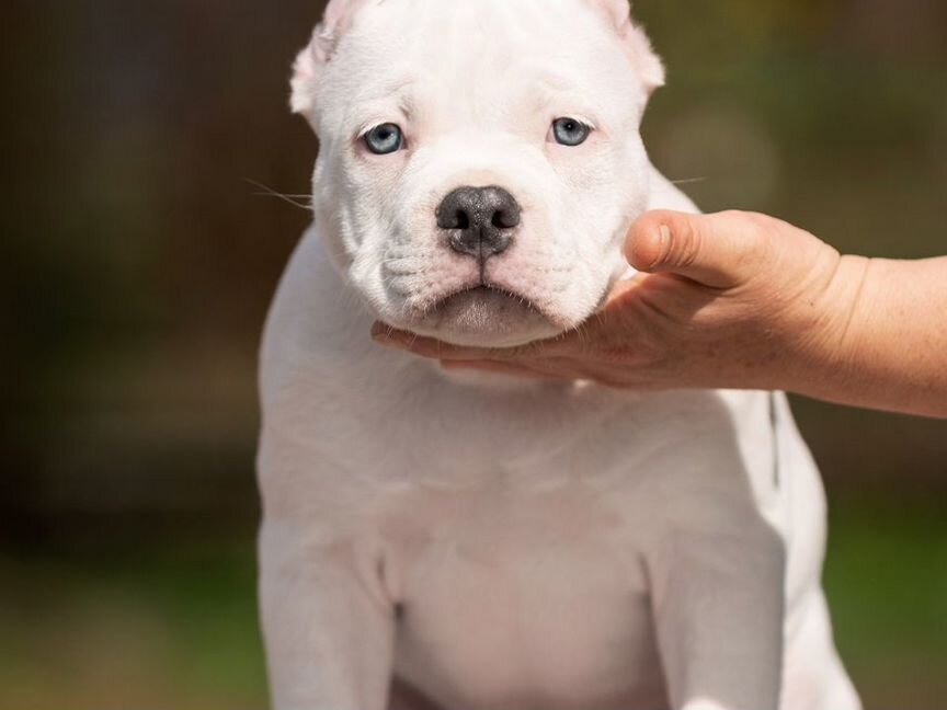 Американский булли покет